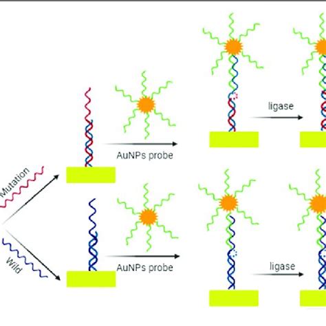 Schematic Diagram Of Electrochemical Sensor For Mutation Detection