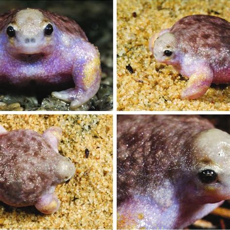Pdf Evolutionary And Natural History Of The Turtle Frog Myobatrachus