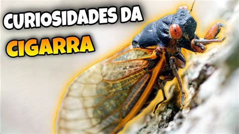 10 Curiosidades Sobre A Vida Da Cigarra Cantando Comprar Redes