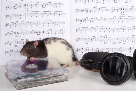 Rats Have An Innate Sense Of Rhythm And Can Bop In Time To Mozart
