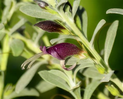 Eremophila Glabra Gardensonline