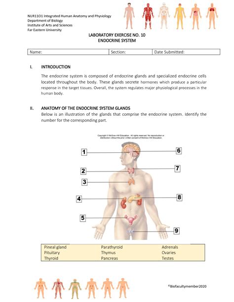 SOLUTION Lab Exercise Endocrine System Studypool