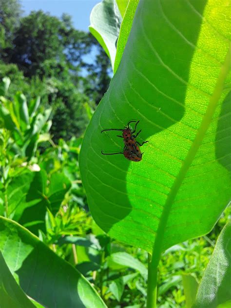 Red Milkweed Beetles Do Nothing But Eat And Have Sex Every Single Milkweed Patch Was Full Of