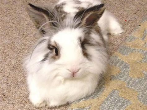 Lionhead Rabbit Breed Information Price Care Guide Uk Pets