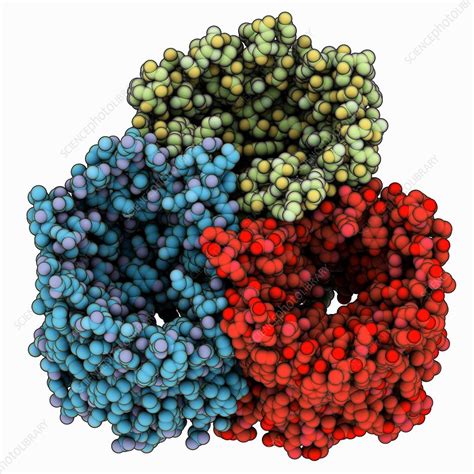 Osmoporin Ompc Molecule Stock Image C035 8359 Science Photo Library