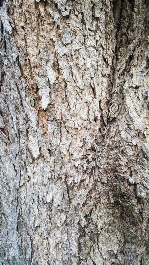 Texture Of Tree Trunk Surface Background Of Natural Pattern On Tree Trunk Stock Image Image