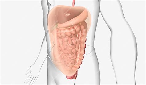 Digestive System Tissues