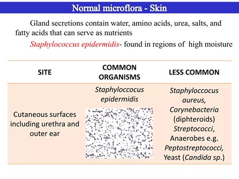 Normal Microflora Of Human Body Pptx