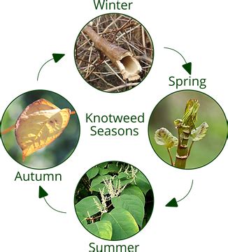 Japanese Knotweed Knotweed Variant Identification Removal