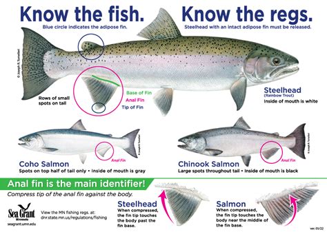 Fish Ids Minnesota Steelheader