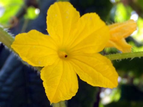 Cucumber Cucumis Sativus L Flower Database