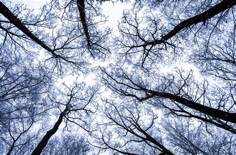 Edit Free Photo Of Tree Trees Dark Shadow Landscape Needpix