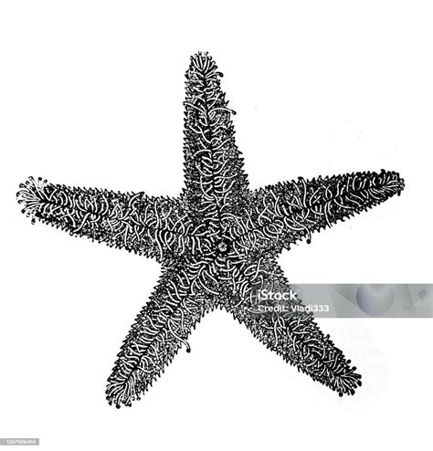 A 그라나트에 의해 이전 책 백과 사전의 불가사리 권 3 S 피터스 버그 1896 0명에 대한 스톡 벡터 아트 및 기타 이미지 0명 검은색 고대의 Istock