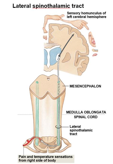 solved sensory and somatic motor pathways 1 analyze the