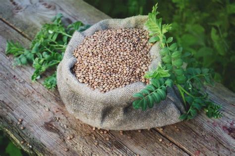 Growing Catnip The Complete Guide To Plant Care And Harvest Catnip