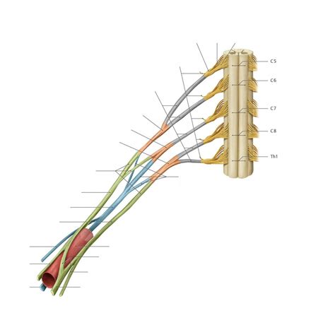 Plexus Brachialis Diagram Quizlet Plexus Brachialis Diagram Quizlet