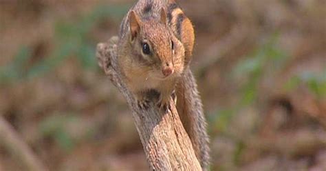 Curious About The Chipmunk Population Cbs Boston