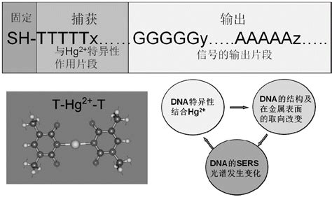 Method For Detecting Low Concentration Mercury Ions Based On Dna Modified Sers Substrate