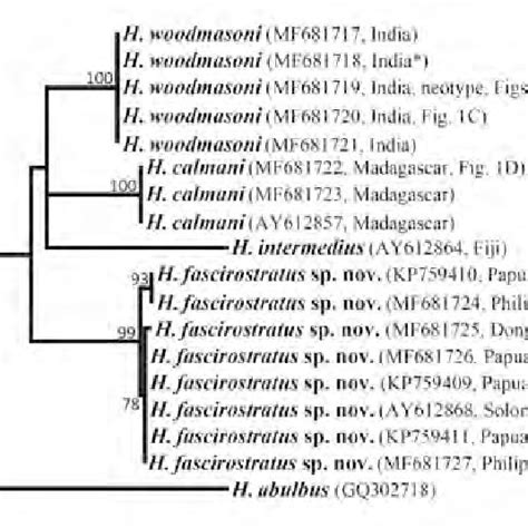Maximum Likelihood Ml Tree From Partial Sequences Of Mitochondrial
