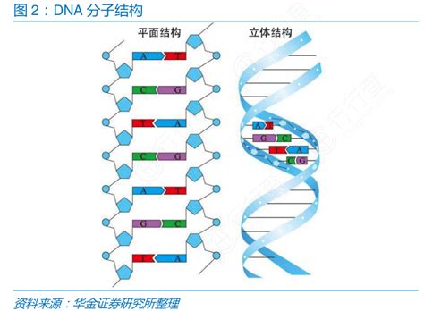 Dna分子结构 行行查 行业研究数据库