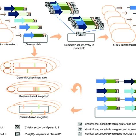 schematic workflow to generate complex combinatorial library