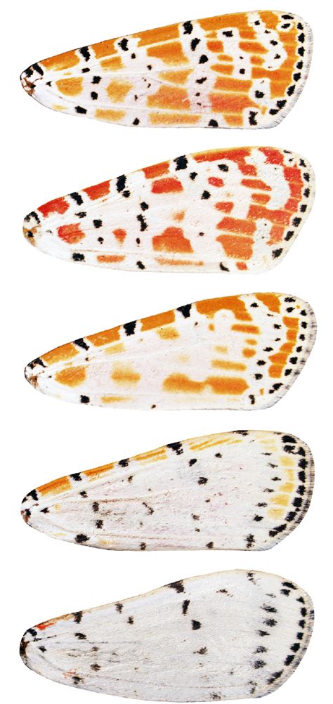 Figure 4 From The Arctiid Archetype A New Lepidopteran Groundplan