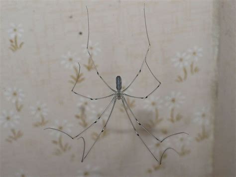 8 Common Bugs With Long Legs With Pictures Spider Tattoo Long Legs