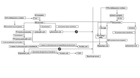 Ido And Kynurenine Monooxygenase Activity Are Enhanced By Download