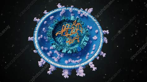 Herpes Simplex Virus Type 1 Illustration Stock Image F0432330