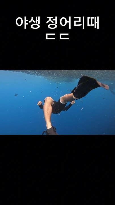 야생 정어리때 Youtube