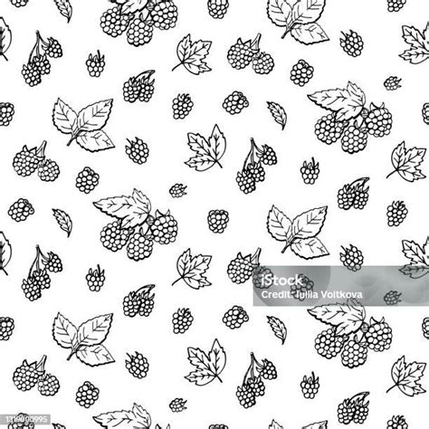 라즈베리와 잎이 있는 매끄러운 패턴 그래픽 핸드 그린 인그레이빙 스타일 포장 메뉴 카드 포스터 인쇄를위한 낙서 그림 건강한 식생활에 대한 스톡 벡터 아트 및 기타 이미지