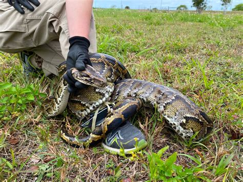 Python-sniffing dogs help find slithery Everglades invaders | Miami Herald