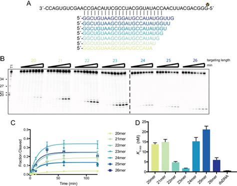 Figures And Data In RNA Dependent RNA Targeting By CRISPR Cas ELife