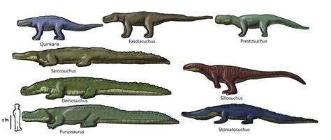 Crocodiles Size Chart By Aleksabg On Deviantart