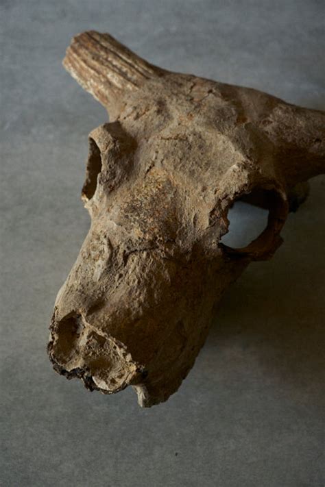 Buffalo Skull｜items｜archives