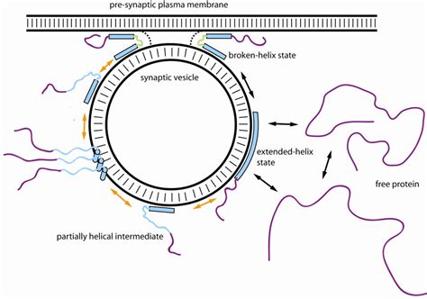 Folding And Misfolding Of Alpha Synuclein On Membranes Abstract