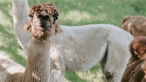 Vikunja Open Collective