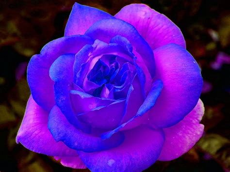 Purple and Pink Roses Wallpaper | Blue and Purple Rose Free Download ...