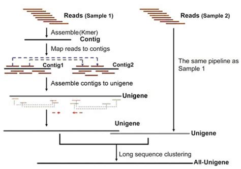 Schematic Of The Transcriptome Assembly Analysis Doi Download Scientific Diagram