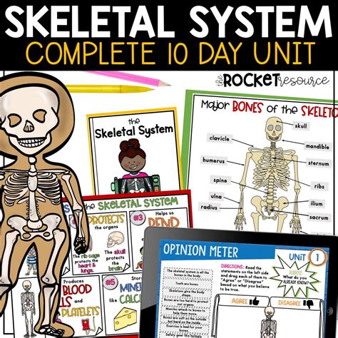 Skeletal System Classroom Unit The Rocket Resource