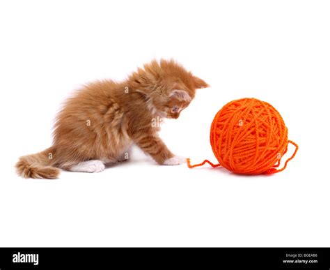 Cats Playing With Yarn