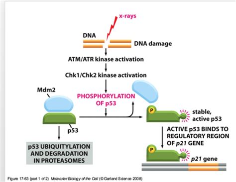 Intrathoracic Malignancy Flashcards Quizlet