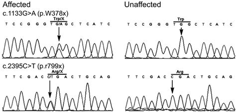 Dna Sequence Chromatograms Dnasequence Download Scientific Diagram