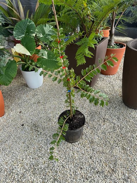 Lignum Vitae Sanctum Native Flowering Tree Of Life Eureka Farms