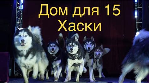 Дом для Хаски - YouTube