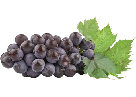 포도 과일 진짜 벡터 포도 포도 과일 Png 일러스트 및 이미지 에 대한 무료 다운로드 Pngtree
