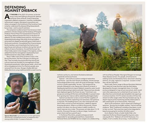 Bunya Nut Boom Australian Geographic
