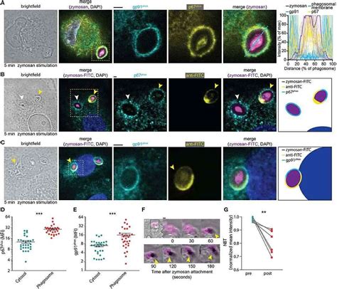 Human Monocyte Derived Dendritic Cells Creative Bioarray Creative Bioarray
