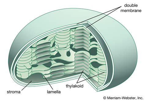 Chloroplast Summary Britannica