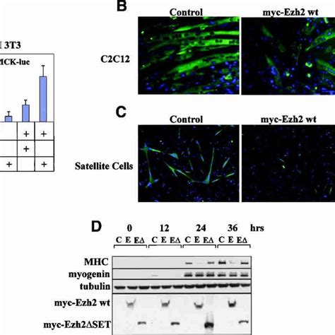 The Set Domain Of Ezh2 Is Required To Inhibit Muscle Gene Expression Download Scientific